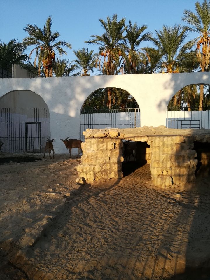 A la découverte du Jardin du Paradis et du Zoo de Tozeur - Polture