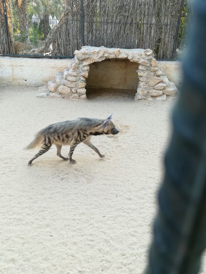 A la découverte du Jardin du Paradis et du Zoo de Tozeur - Polture